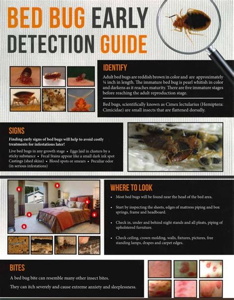 A Guide To Identifying Bed Bugs Recognizing The Signs Of An