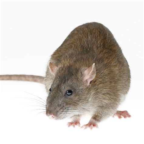 Bush Rat In Australia Identification Lifecycle And Habits Fpc Australia