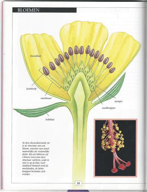 Wat Is Een Bloem Robert Snedden Zomaar Vintage