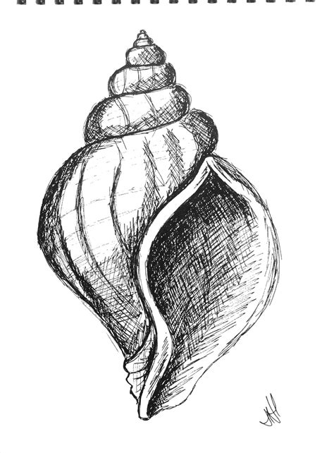 Shell Drawings