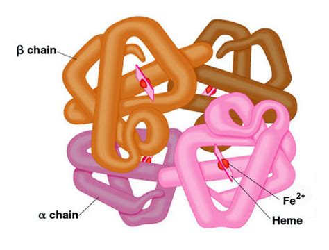Protein Structure And Analysis The Medical Biochemistry Page