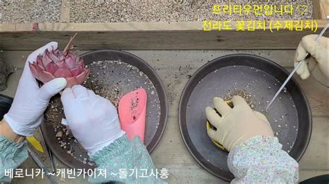 24418박실장님과 식재해요돌기 고사홍 너무 이쁨요 Youtube