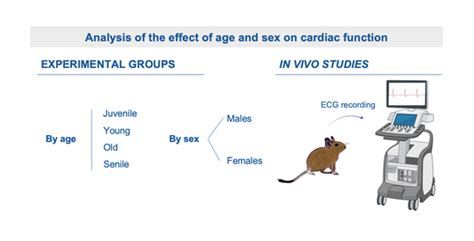 Age And Sex Determine Electrocardiogram Parameters In The Octodon Degus