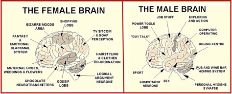Female Vs Male Brains Part 2 Heal And Grow For Acoas