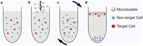 Fast Sorting Of Cd4 T Cells From Whole Blood Using Glass Microbubbles