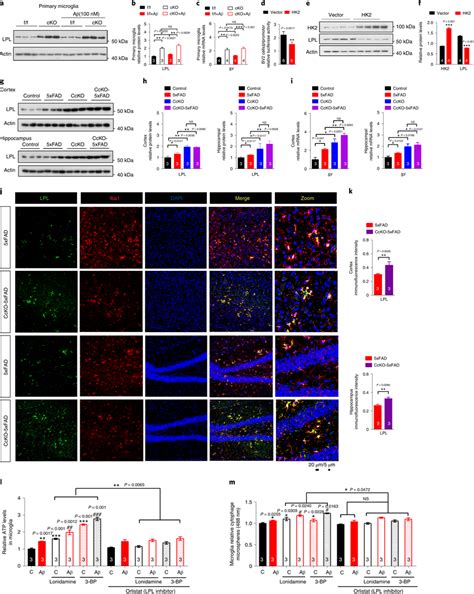 Microglial Hk2 Deletion Increases Lpl Expression And Lpl Inactivation