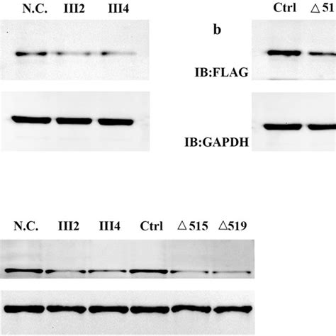 Reduced Levels Of Ofd1 And Gli1 Protein Expression Resulting From The