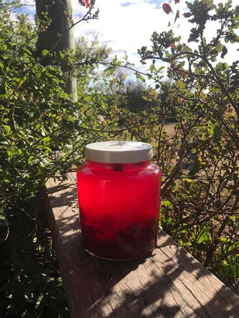 Nutrapothica Havent Made Beet Kvass In A While Great