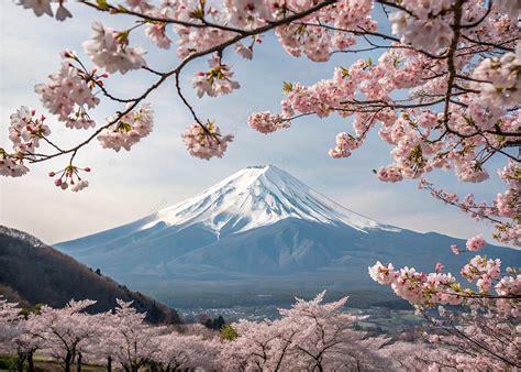 A High Resolution Photograph Of Mount Fuji With Cherry Blossoms During