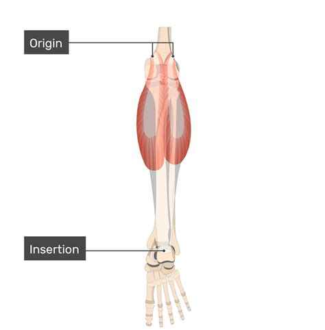 Gastrocnemius Muscle Attachments Actions Innervation GetBodySmart