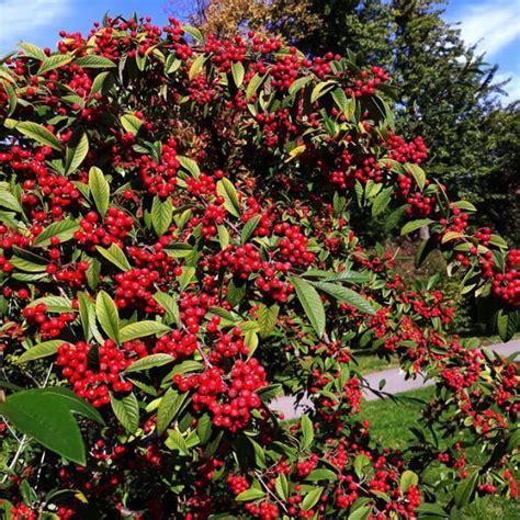 Cotoneaster Frigidus Cornubia Cotoneaster