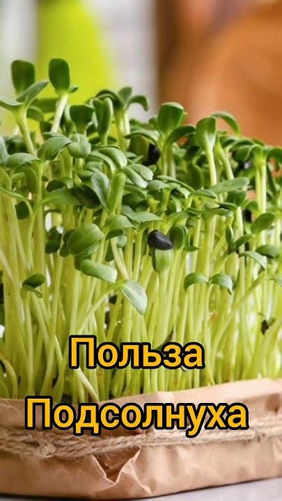 микрозелень подсолнуха #микрозелень #подсолнух #подсолнечник #здоровье ...