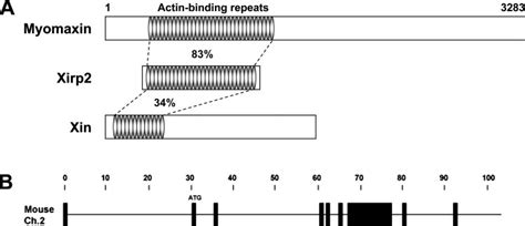 Sequence Similarity Between Myomaxin Xirp2 And Xin And Myomaxin Gene
