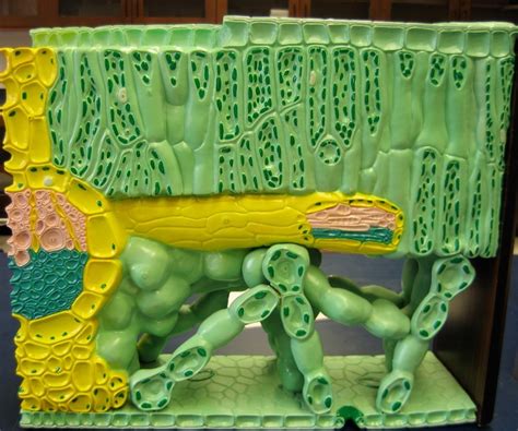 Practcal Leaf Section Model Diagram Quizlet
