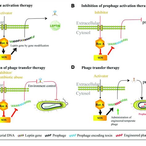 Phage Therapy By Regulating Prophage Activation A Prophage