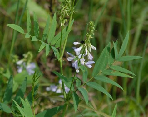 Common Milkpea From Cca Racconigi Cuneo Italia On August 26 2023