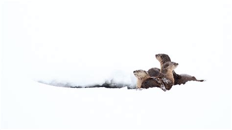 Culpepperphotography ~ Nature Images By Lisa Culpepper Winter Weasels Hares Raccoons Spiders