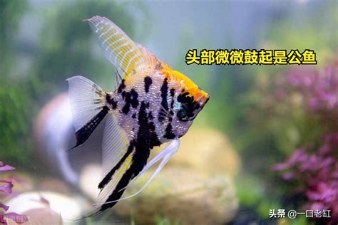 神仙鱼公母辨别图解，自己在家也能轻松繁殖 胖萌舍宠物网