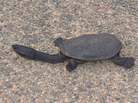 Terpopuler Long Neck Snapping Turtles