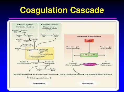 Ppt Hemophilia And Rare Bleeding Disorders Powerpoint Presentation