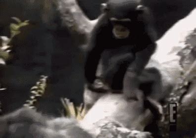Monkey Falling Out Of Tree Smelling Finger