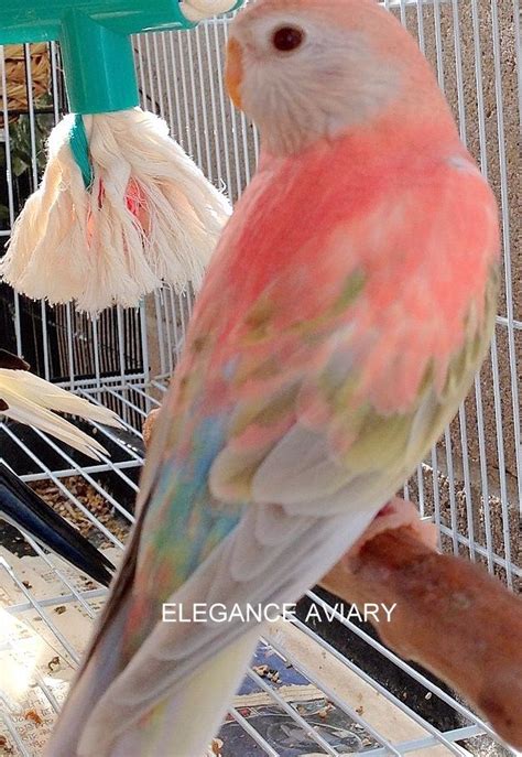 9 Bourkes ️ Ideas To Save Today Parakeet Bourke Pet Birds And More
