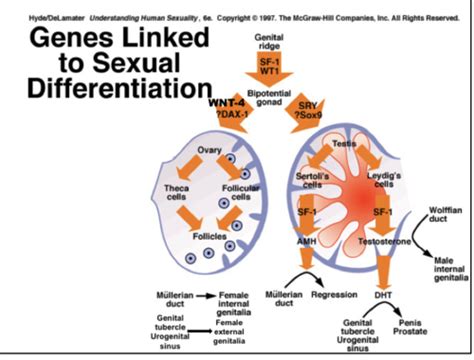 Sexual Differentiation Burks Flashcards Quizlet