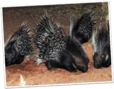 African Crested Porcupine Facts Hedricks Around The World In One