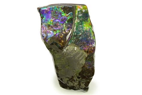 3 9 Brilliant Ammolite Fossil Ammonite Shell Mosasaur Bite Marks 293324 For Sale