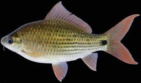 ត្រីក្រុសមេម៉ាយ គឺជាត្រីដែលមានឈ្មោះចម្លែក ហើយចូលចិត្តរស់នៅបាតបឹង ដែលមានភក់ រស់នៅតែម្នាក់ឯង