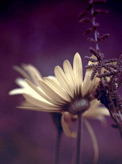 ~ Purples ~ Tumbex