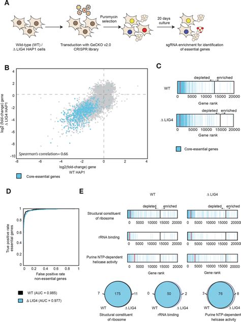 Genome Wide Crispr Cas9 Knockout Screens For Global Gene Disruption Are