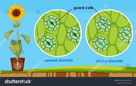Opening Closing Stomata Illustration Stock Vector Royalty Free