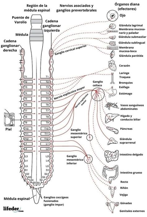Sistema Nervioso Simpático Estructura Funciones Efectos