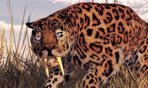 Sabre Toothed Fangs Evolved Rapidly But This Came At A Cost