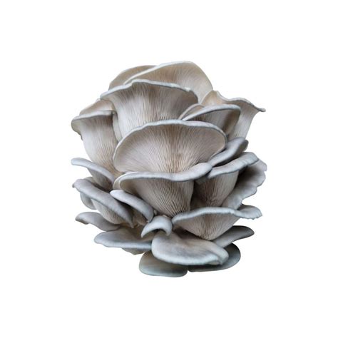 Buy Mushroom Grain Spawn In Canada Save Up To 62 5 Now