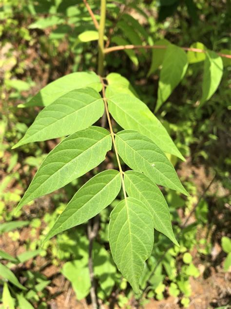 Ailanthus Altissima Ailanthus Paradise Tree Tree Of Heaven Tree Of