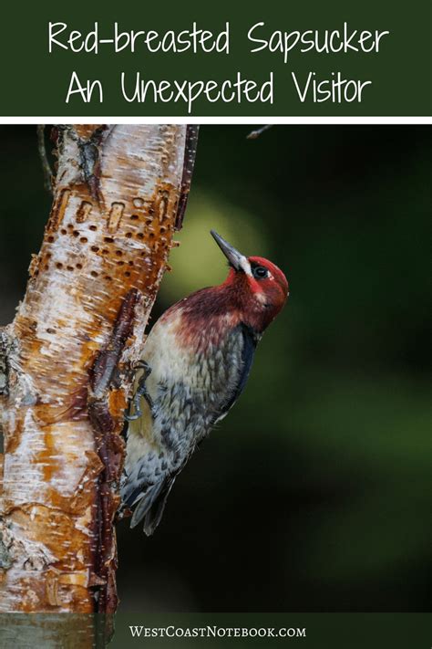 Red Breasted Sapsucker An Unexpected Visitor West Coast Notebook