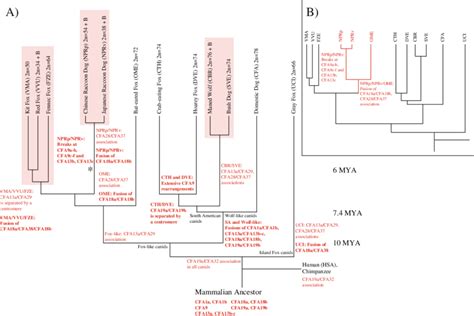 Phylogenetic Tree Shown With Eccss A The Accepted Phylogenetic Tree Of