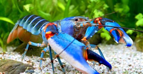 12 Cave Dwelling Fish Native To The Us