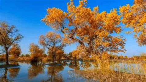 新疆美丽的胡杨林