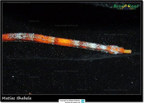 Micrognathus Crinitus Seenadel