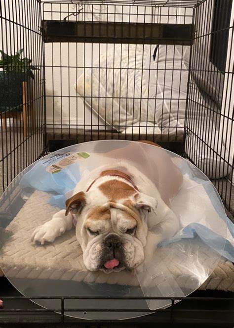 My Good Girl Recovering From Pyometra Surgery She Had Surgery