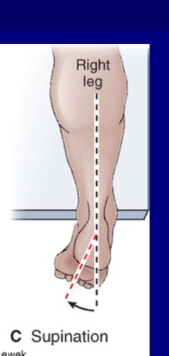 Subtalar Joint And Transverse Tarsal Midtarsal Joint Flashcards Quizlet