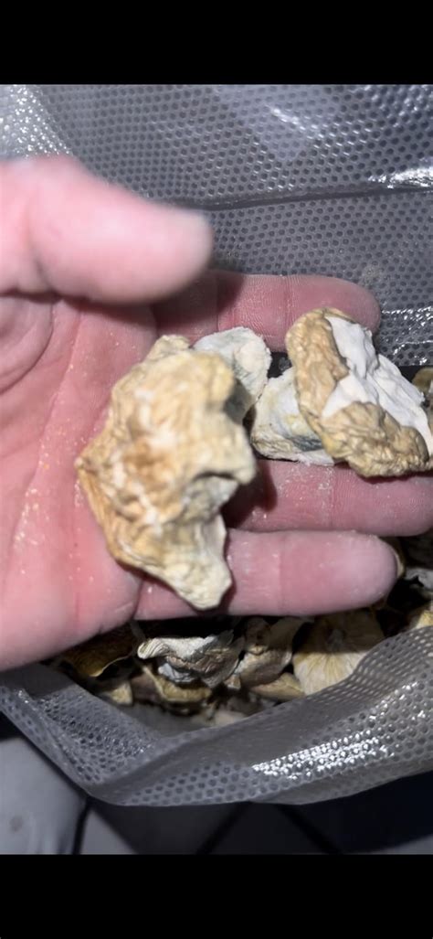 Lipa Yia Aka Icebergs Cube Strain Rmagicmushrooms