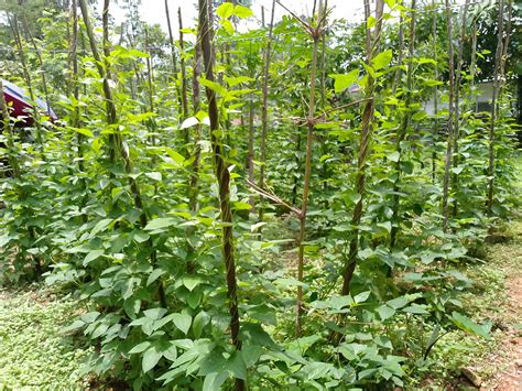 မန်ကန်မြို့၌ တစ်ပိုင်တစ်နိုင် ပဲတောင့်ရှည်စိုက်ပျိုးသူများ