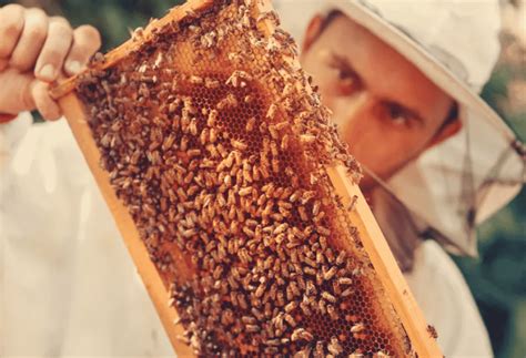 How You Can Help Save The Bees