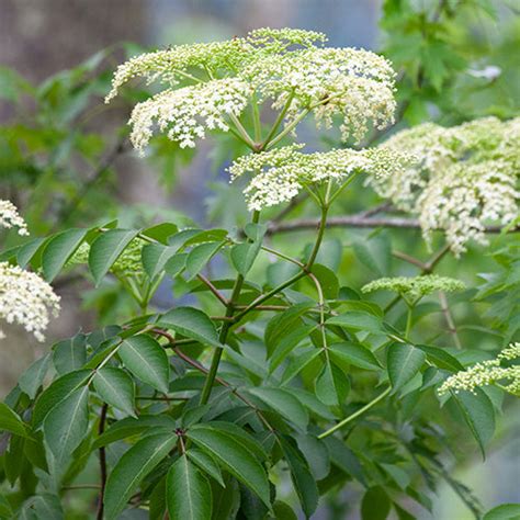 Elderberry Plant Sambucus Canadensis Common Elderberry Ancient