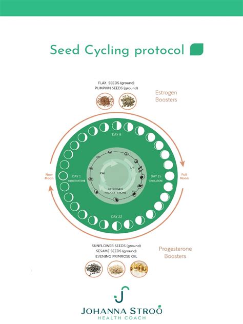 Seed Cycling Protocol Pdf Menstrual Cycle Endocrine System