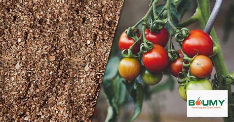 Growing Excellence Cultivating With Customized Substrates